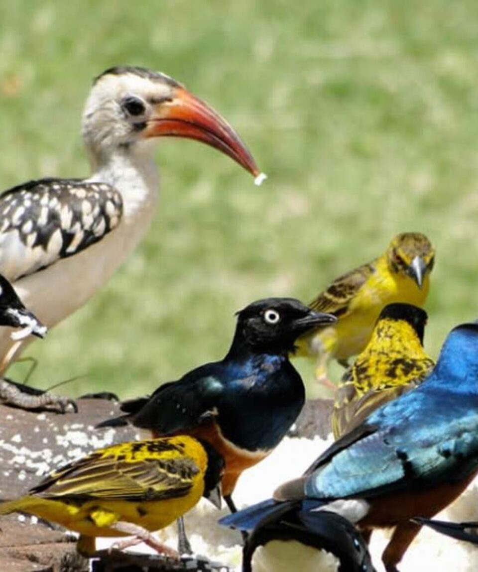 9 Days Kenya Birdwatching Safari Holiday